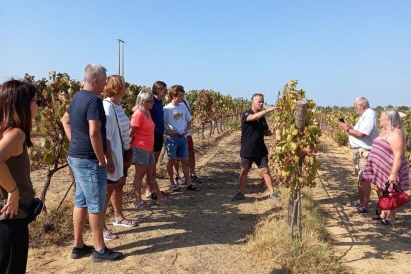 Albufeira/Vilamoura: Winery Tour with Wine Tasting and Tapas - Key Points