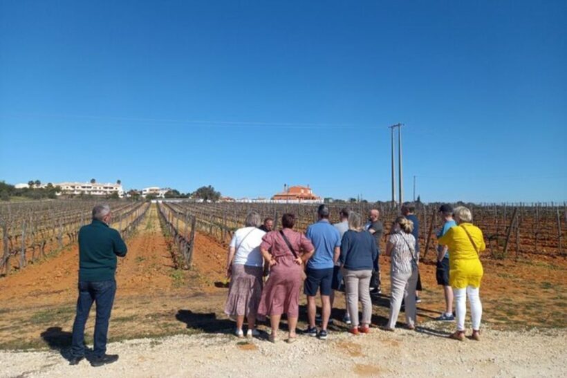 Albufeira/Vilamoura: Winery Tour with Wine Tasting and Tapas - Authentic and Relaxed
