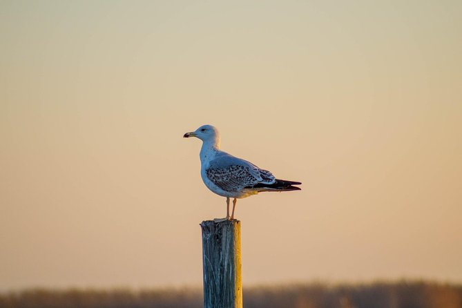 Albufera Natural Park Tour with Boat Ride from Valencia - Final Thoughts: Is It Worth It?