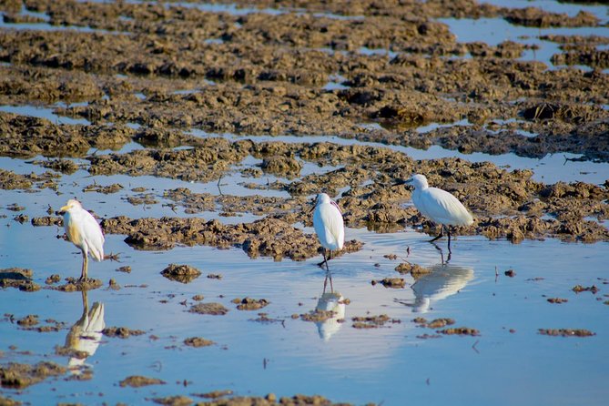 Albufera Natural Park Tour with Boat Ride from Valencia - FAQs