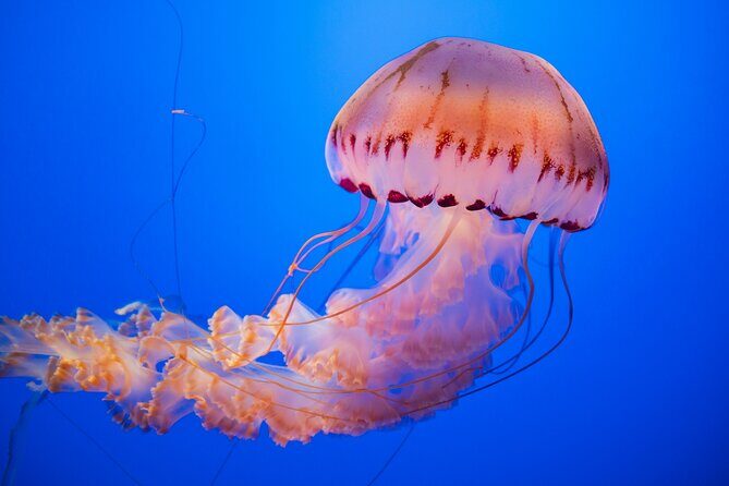 Alcatraz Day Tour and Aquarium with Muir Woods and Sausalito Tour - The Sum Up: Who Will Love This Tour?