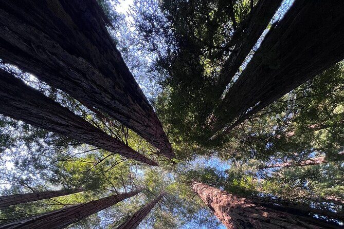 Alcatraz Night Tour & Muir Woods-Sausalito Afternoon or Morning - Summary: Who Should Consider This Tour?