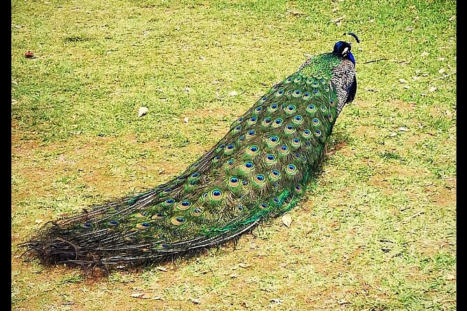 Alcázar Of Seville Private Tour - Exploring the Royal Alcazar