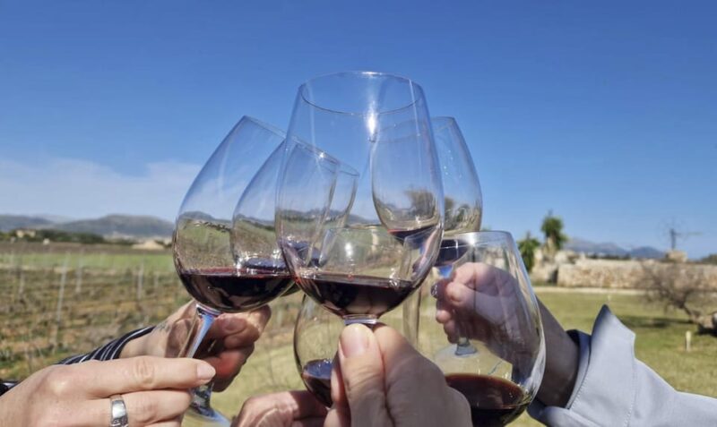 Alcúdia/Can Picafort: Guided Vineyard Visit and Wine Tasting - Alcúdia/Can Picafort: Guided Vineyard Visit and Wine Tasting — A Practical and Authentic Look