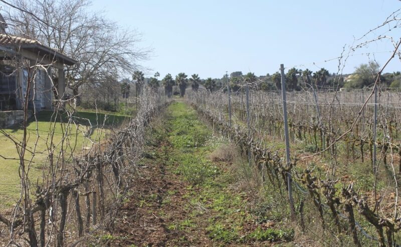 Alcúdia/Can Picafort: Guided Vineyard Visit and Wine Tasting - How This Tour Adds Value