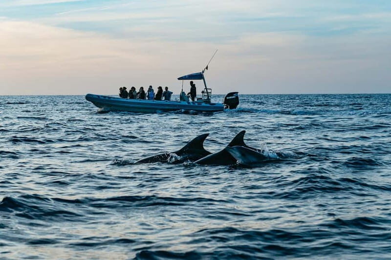 Alcudia or Can Picafort: Dolphin-Watching Cruise - Who Will Love This Tour?