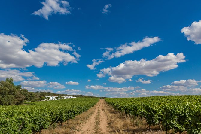 Alentejo Wine Tour From Évora - Scenic Stops Along the Way