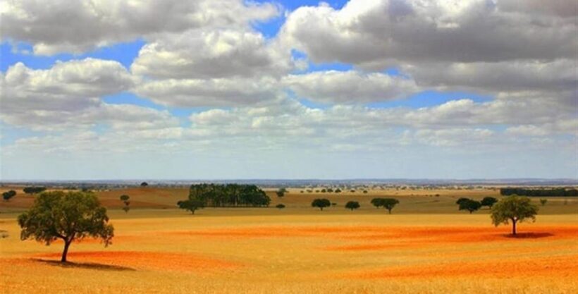 Alentejo Wine Tour from the Algarve - Visiting the Second Winery: Jeep Tour and In-Depth Tasting
