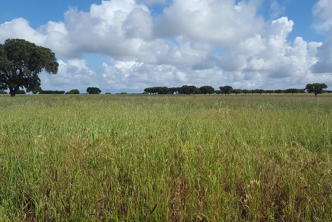 Alentejo Wine Tour from the Algarve - Practical Details and Tips