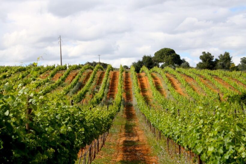 Algarve: 3 Types of Wine Tastings with Vineyard Views - Who Should Consider This Tour?