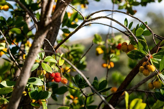 Algarve a La Carte - Exploring Silves Sandstone Castle