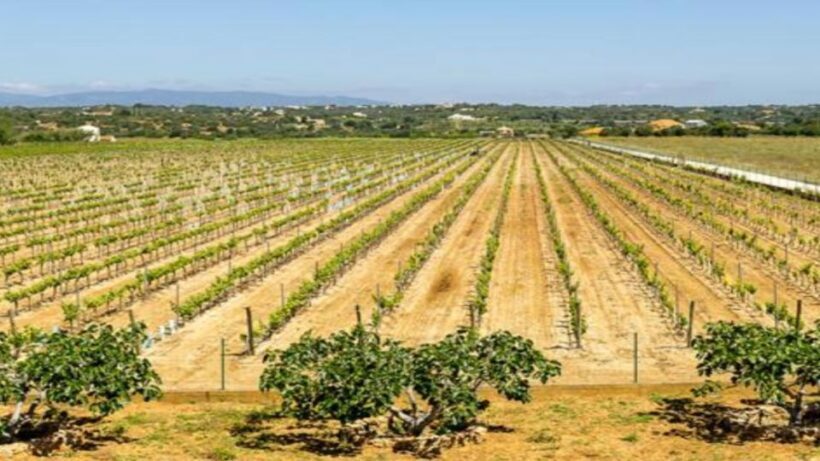 Algarve: Classic Wine Tour & Tasting in Silves - A Practical Look at the Algarve Wine Tour