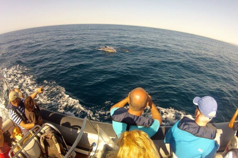 Algarve Dolphin Watching & Marine Life Eco Tour - An In-Depth Look at the Algarve Marine Life Tour