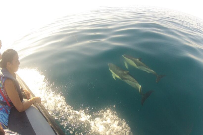 Algarve Dolphin Watching & Marine Life Eco Tour - Final Thoughts