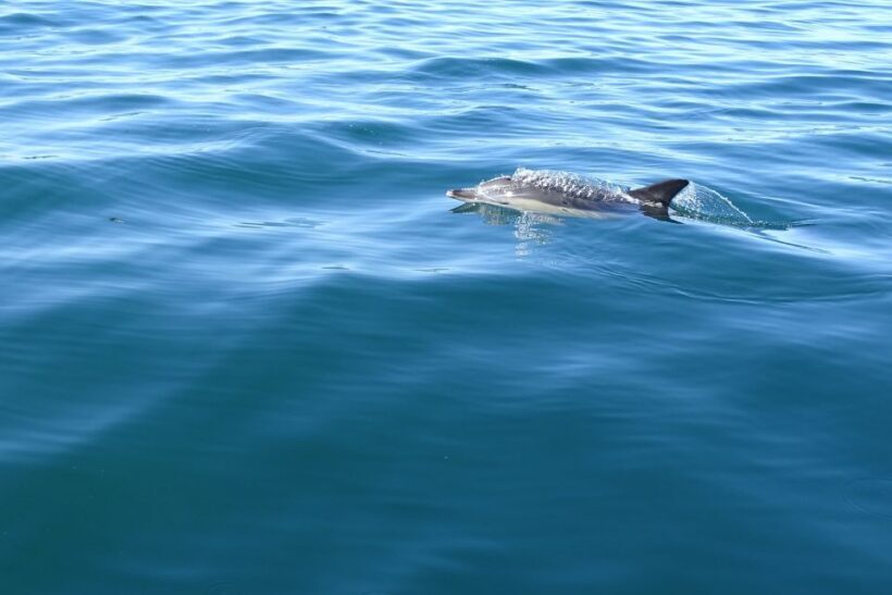Algarve Dolphin Watching & Marine Life Eco Tour - FAQs