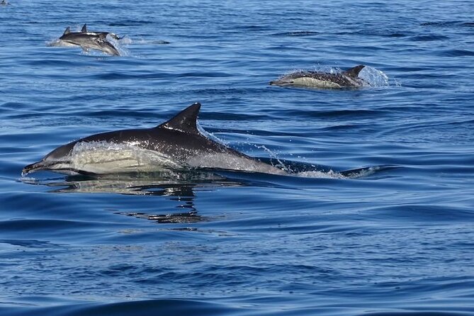 Algarve Dolphin Watching & Marine Life Eco Tour - Discovering the Areas Nature