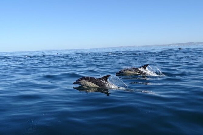 Algarve Dolphin Watching & Marine Life Eco Tour - Inclusive Experience