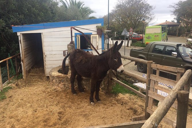 Algarve Jeep Safari - Day Trip - Indulging in Local Cuisine