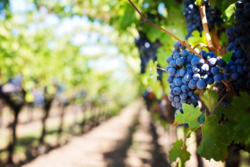 Algarve: Landscapes, Pottery, and Winery Tour - The Winery Experience: Tasting Portugal’s Flavors