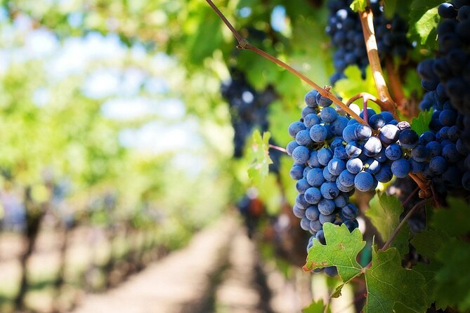 Algarve Landscapes & Winery Tour Review - Guest Reviews and Feedback