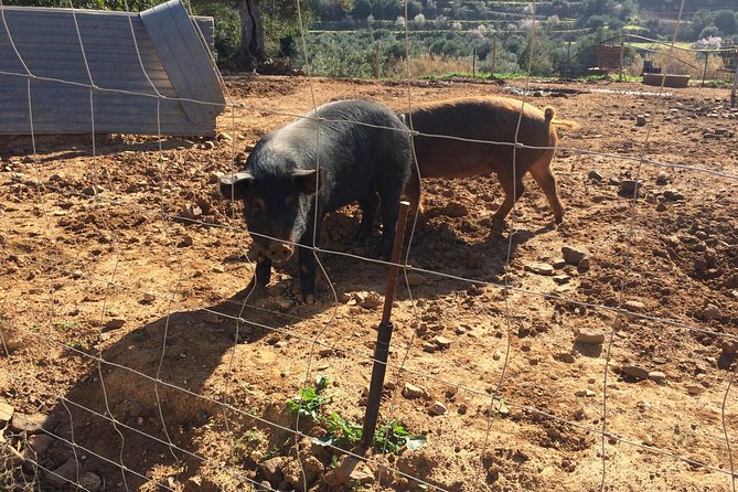 Algarve Mountains & Villages - Half Day Jeep Safari Trip - Who Will Love This Tour?