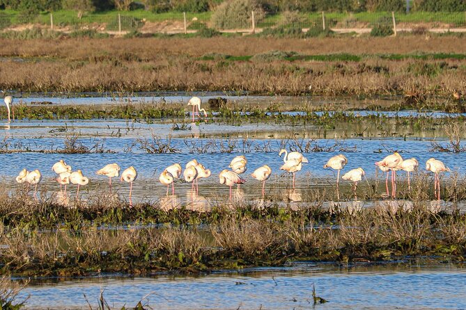 Algarve Seaside Tour with Lunch in the Vineyard - Final Thoughts