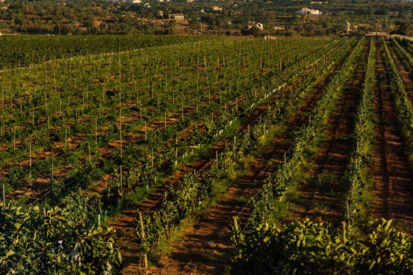 Algarve: Vineyard Tour & Premium Wine Tasting in Silves - The Sum Up