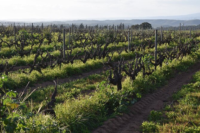 Algarve Wine Tour and Farmers Lunch at Wine Estate - Accessibility and Participation