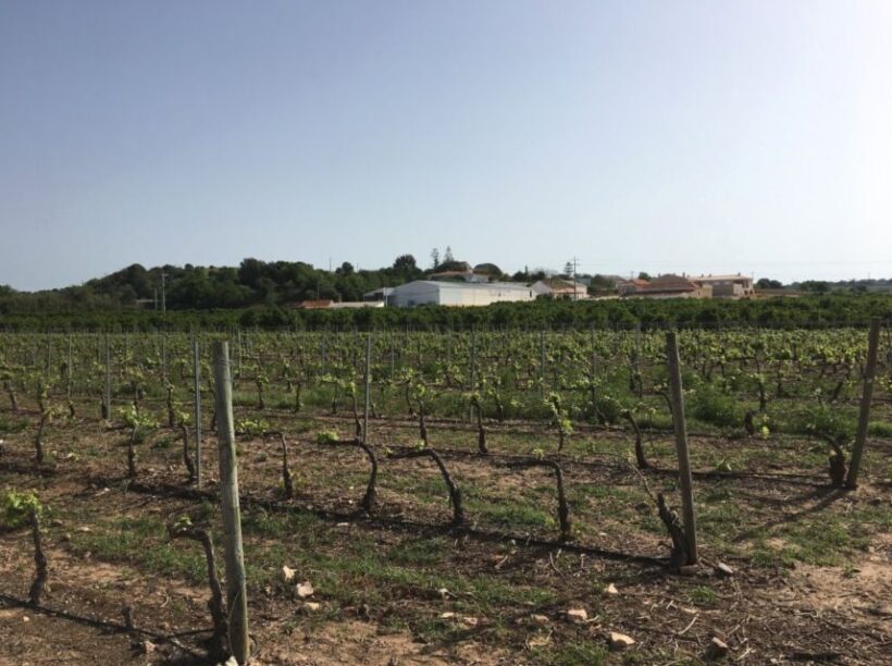 Algarve wine tour and mountain top trip with lunch or dinner - Key Points