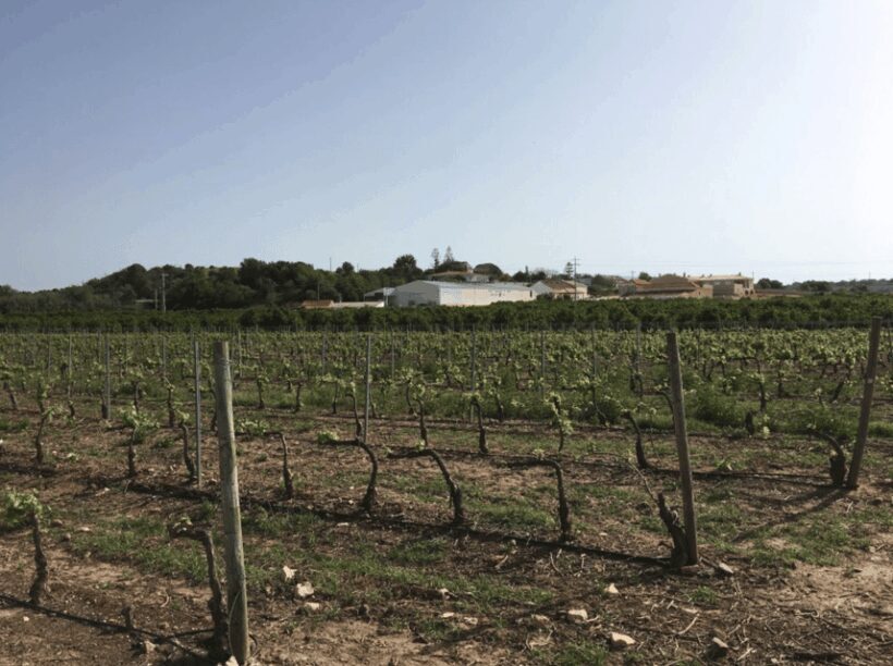 Algarve Wine Tour of two estates guided by wine expert - The Experience in Context