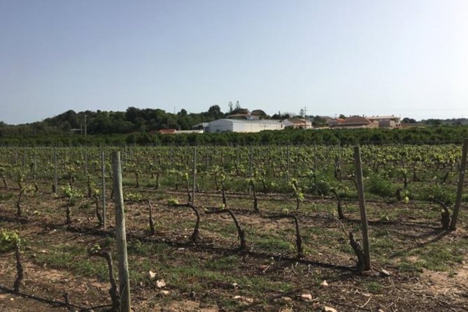Algarve Wine Tour of Two Wine Estates - The Experience: What You’ll Get