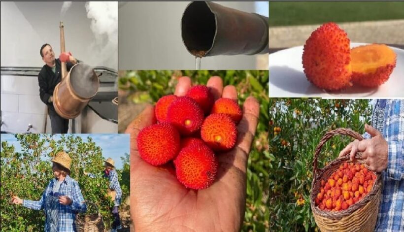 ALGARVE'S ARBUTUS BERRY TRAIL - An In-Depth Look at Algarve’s Arbutus Berry Trail