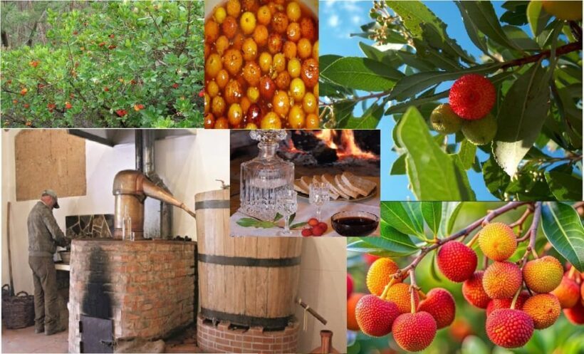 ALGARVE'S ARBUTUS BERRY TRAIL - FAQ