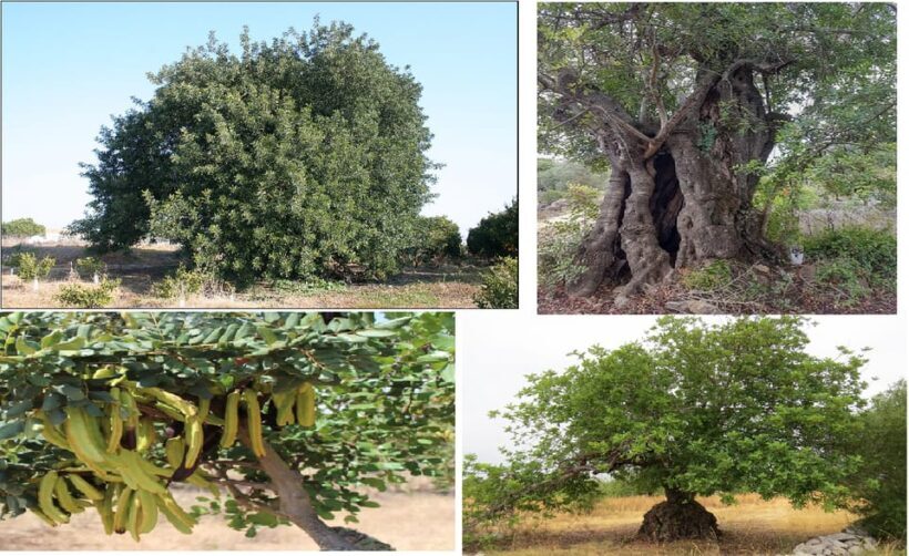 ALGARVE'S CAROB TRAIL - Key Points