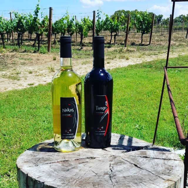 Alghero: Dinner in the Vineyard with Wine - Key Points