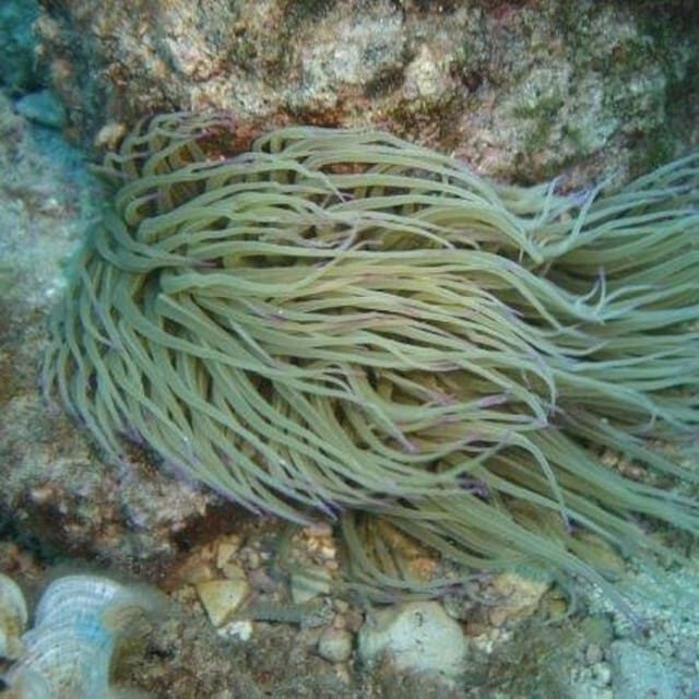 Alghero: discovery diving lesson for beginners - The Sum Up
