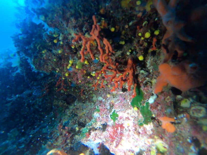 Alghero: Diving Experience - Practical Details and Logistics