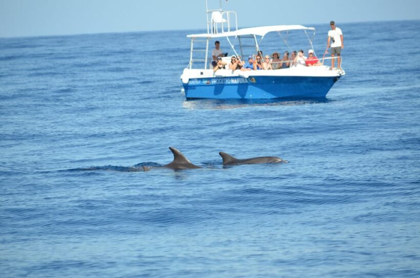 Alghero: Dolphin Watching Tour with Marine Biologists - Key Points