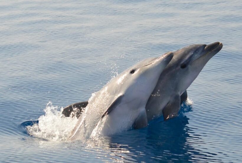 Alghero: Dolphin Watching Tour with Marine Biologists - A Detailed Look at the Tour Experience