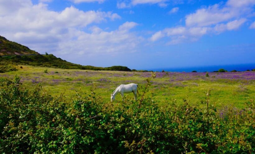 Alghero: Nature, Culture and Breathtaking Views Tour by Jeep - An In-Depth Look at the Tour