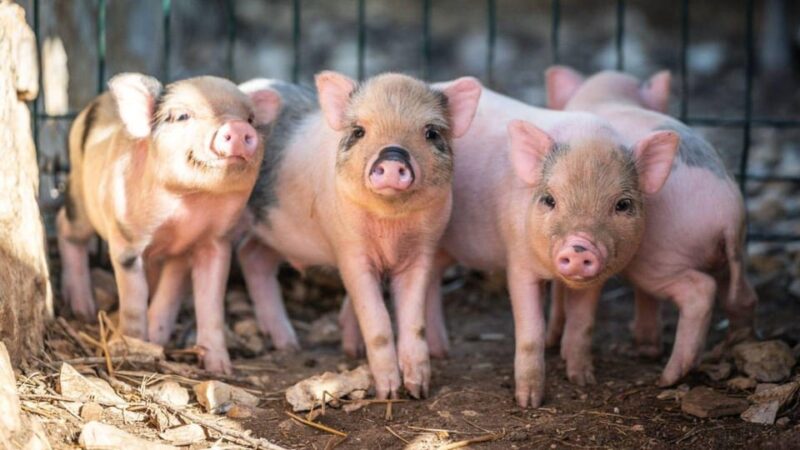 Alghero: visit an animal shelter in Olmedo - Key Points