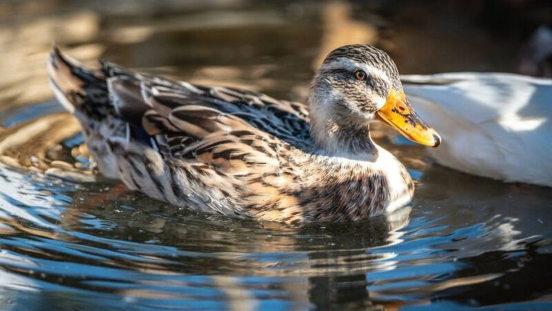 Alghero: visit an animal shelter in Olmedo - Analyzing the Cost and Value