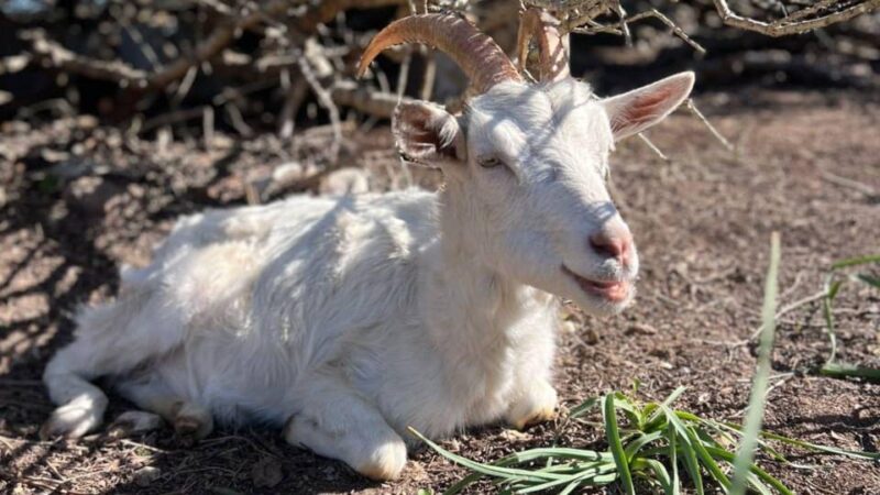 Alghero: visit an animal shelter in Olmedo - FAQ