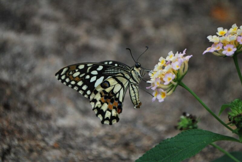 Alghero: Visit at the Butterfly House - Key Points