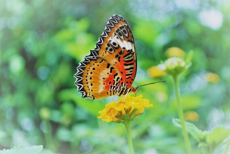 Alghero: Visit at the Butterfly House - Who Will Love This Experience?