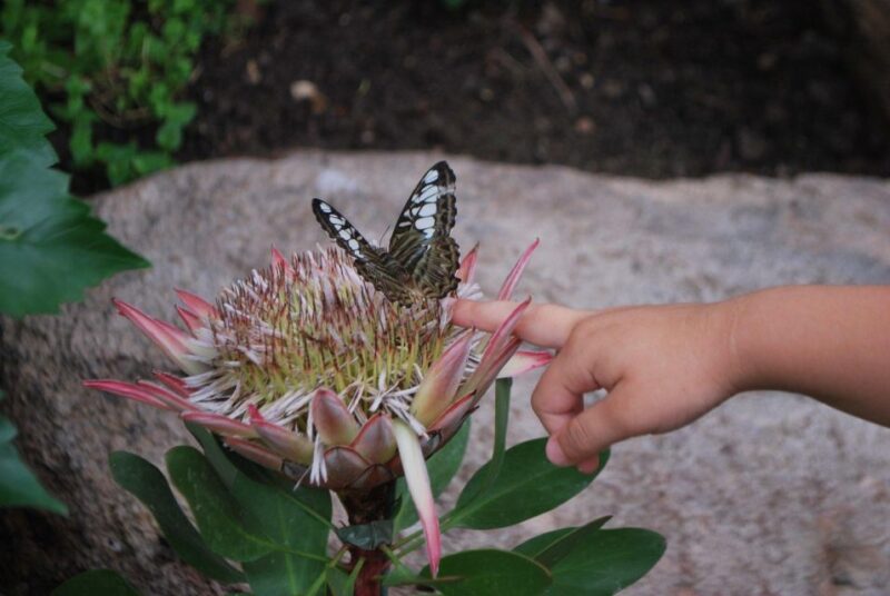 Alghero: Visit at the Butterfly House - The Sum Up: Who Should Consider This Tour?