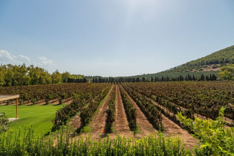 Alghero: Wine and Olive Oil Tasting at a Local Farm - Who Will Love This Experience?