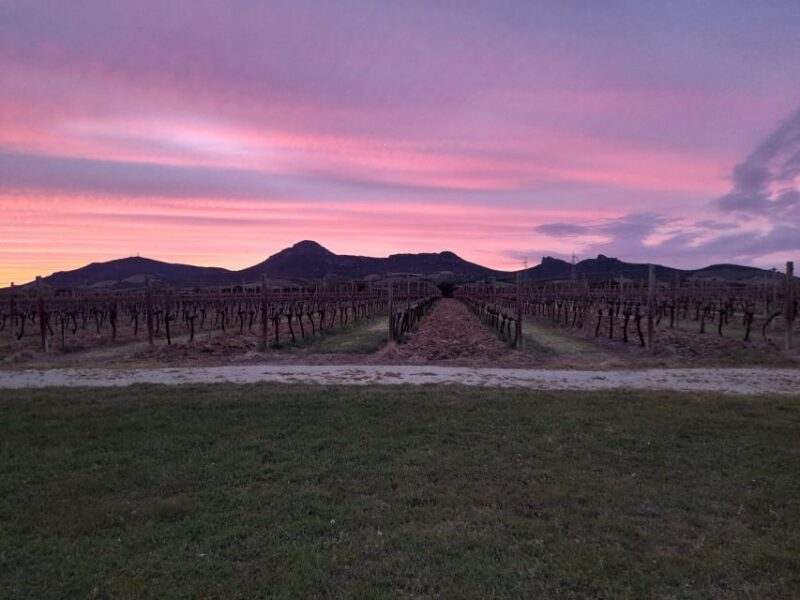 Alghero: wine tasting w/ local aperitif in the vineyard - Exploring Sardinia’s Charm: A Closer Look at the Alghero Wine Tasting Experience
