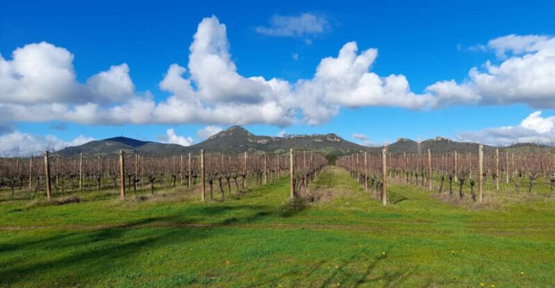 Alghero: wine tasting w/ local aperitif in the vineyard - The Wines You’ll Sample