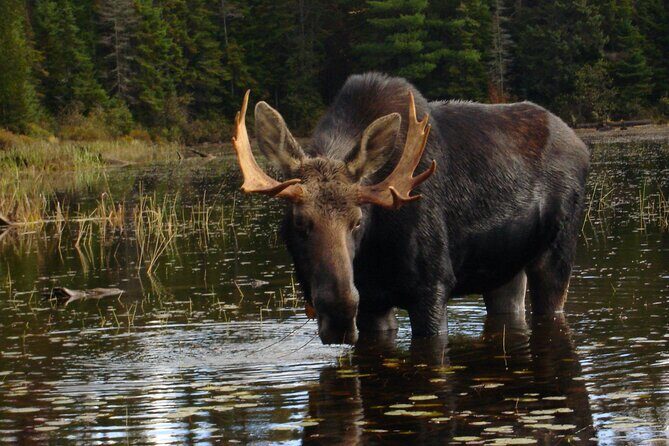 Algonquin Park 4-Day Deluxe Camping & Canoeing Adventure - Exploring the Itinerary: What to Expect